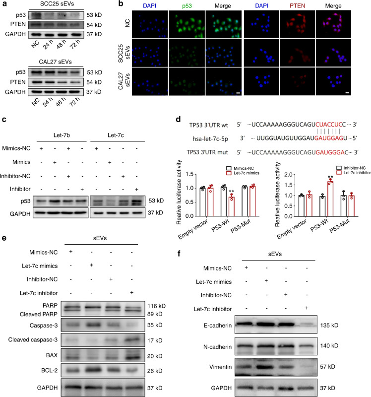 癌细胞通过富含miR-let-7c的小细胞外囊泡介导的p53/PTEN下调破坏正常上皮细胞-研载生物科技（上海）有限公司