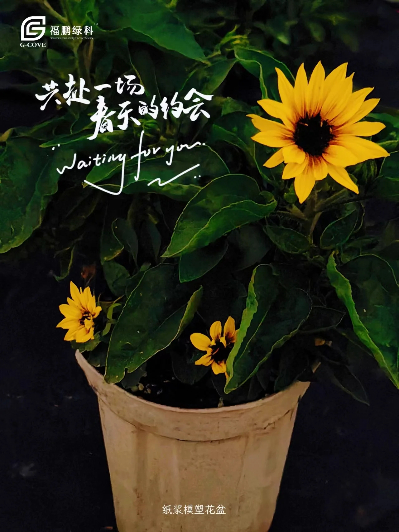 Bamboo Pulp Flower Pot:100% Biodegradable Eco-Friendly Design with US ...