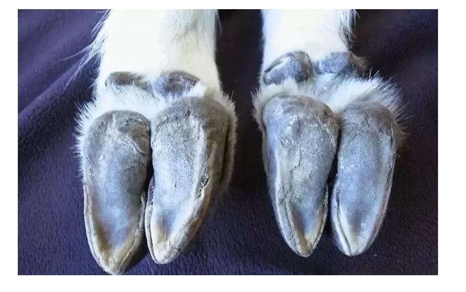 The perfect integration of biology and machinery, the application of ...