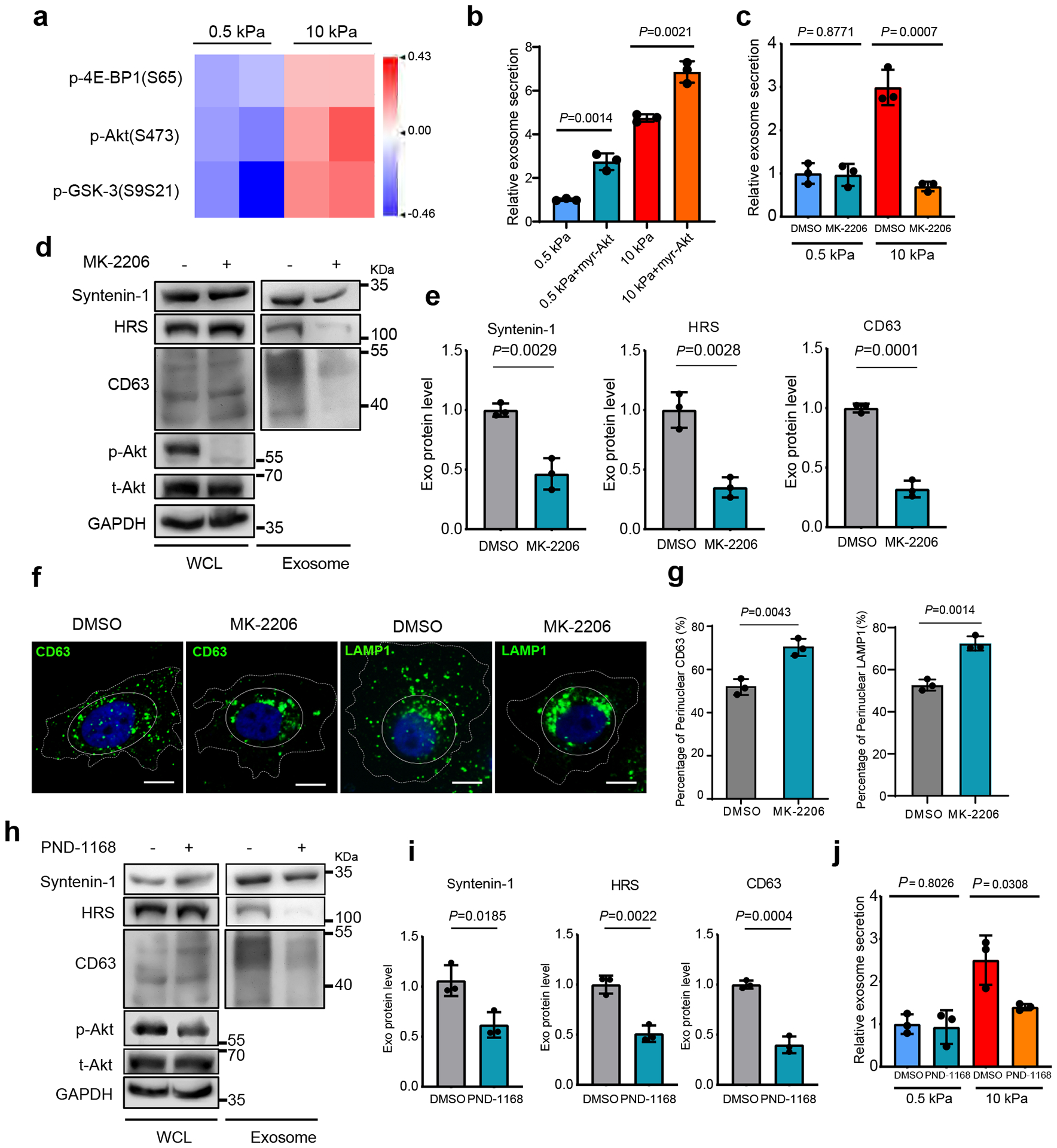 外泌体提取鉴定-研载生物科技（上海）有限公司