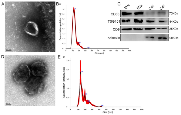 外泌体载药-研载生物科技（上海）有限公司