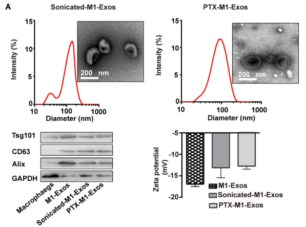 外泌体载药-研载生物科技（上海）有限公司