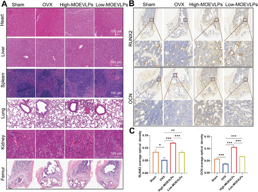 外泌体技术服务-外泌体鉴定-外泌体示踪-研载生物科技（上海）有限公司
