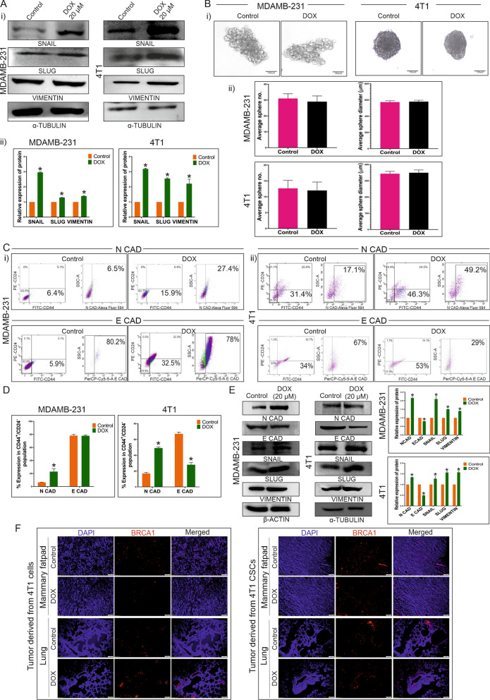 外泌体载药-外泌体鉴定-QPCR检测-western blot检测-研载生物科技（上海）有限公司