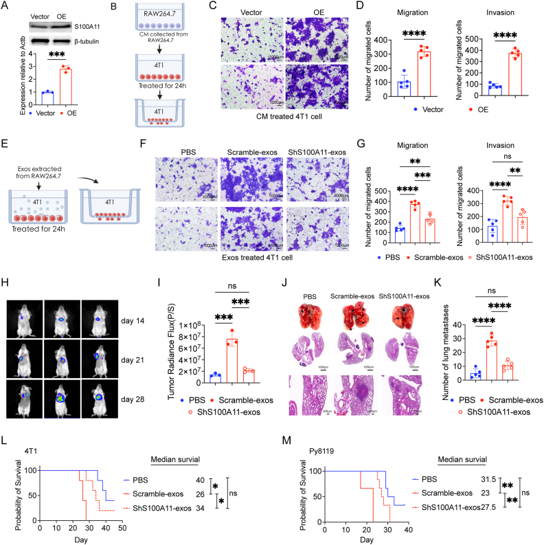 细胞转染-QPCR检测-WB检测-研载生物科技(上海)有限公司