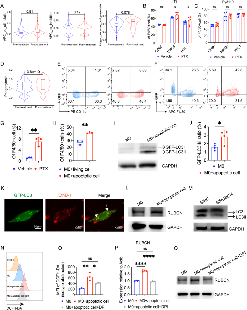 细胞转染-QPCR检测-WB检测-研载生物科技(上海)有限公司