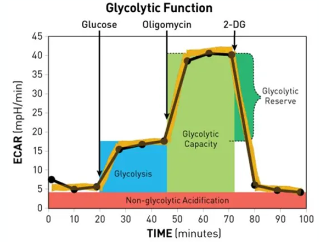 Seahorse线粒体能量代谢实验服务(OCR/ECAR)-研载生物科技(上海)有限公司