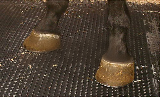 Durable Stud Horse Stall Pad by Hyderman - Slip Resistant & Eco-Friendly
