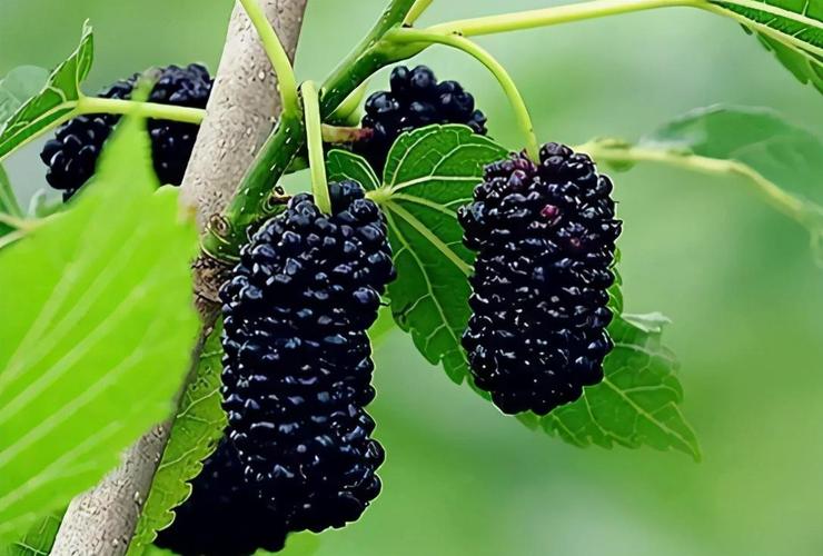 Mulberry Powder & Freeze-Dried Morus Alba Supplier-Nutra Green