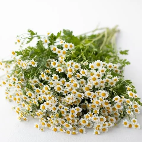 Feverfew extract powder
