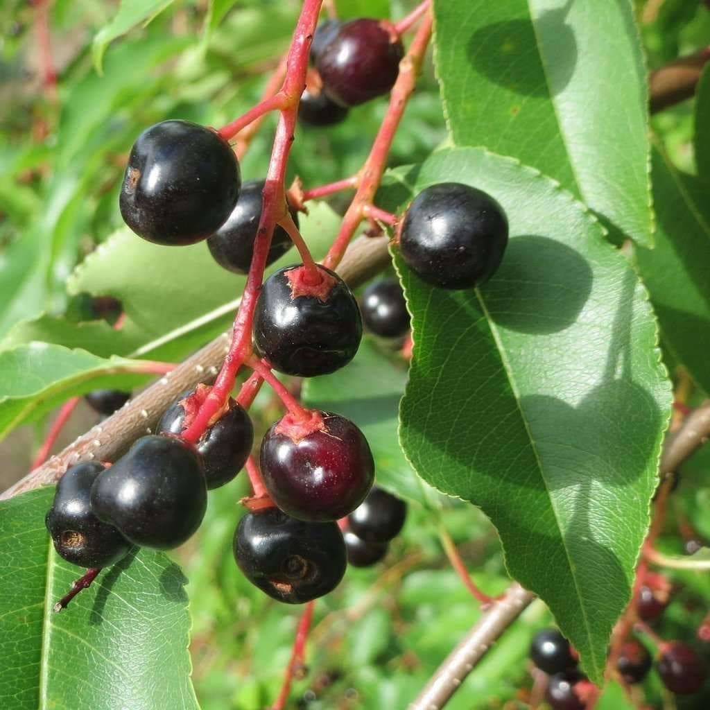 Black Cherry Powder Extract