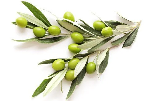 Olive Fruit Powder Extract-Trusted Supplier Nutra Green