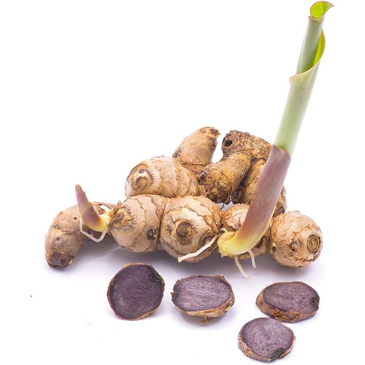 Professional Supplier of Black Ginger Root Powder Extract-Kaempferia ...