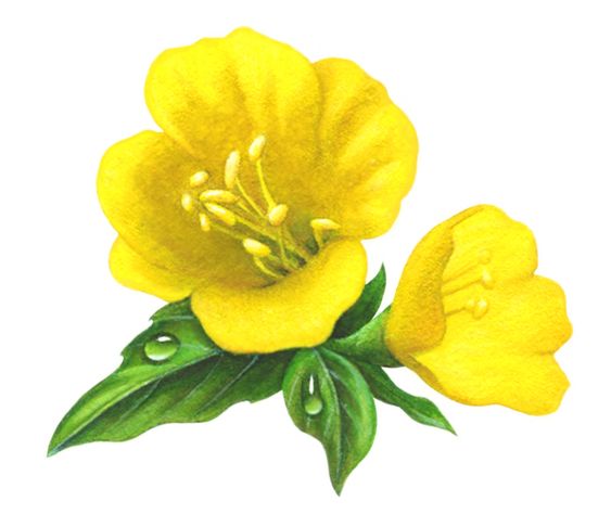 Professional Supplier of Evening primrose Flower Oil Powder-Nutra Green