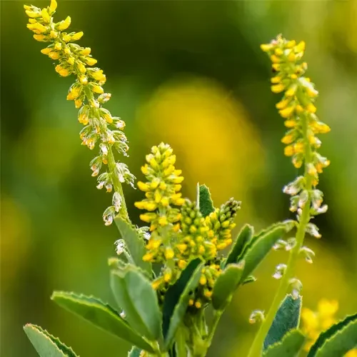 Yellow Sweet Clover: Botanical Overview, Health Benefits, and ...