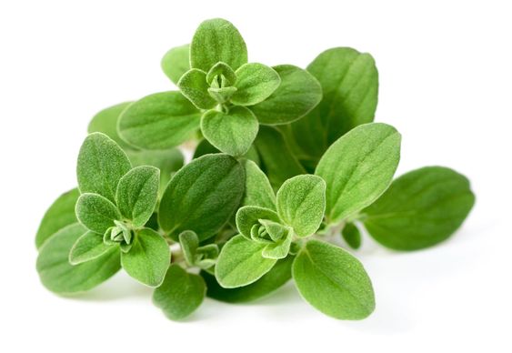 Introduction to Origanum Majorana Leaf Powder