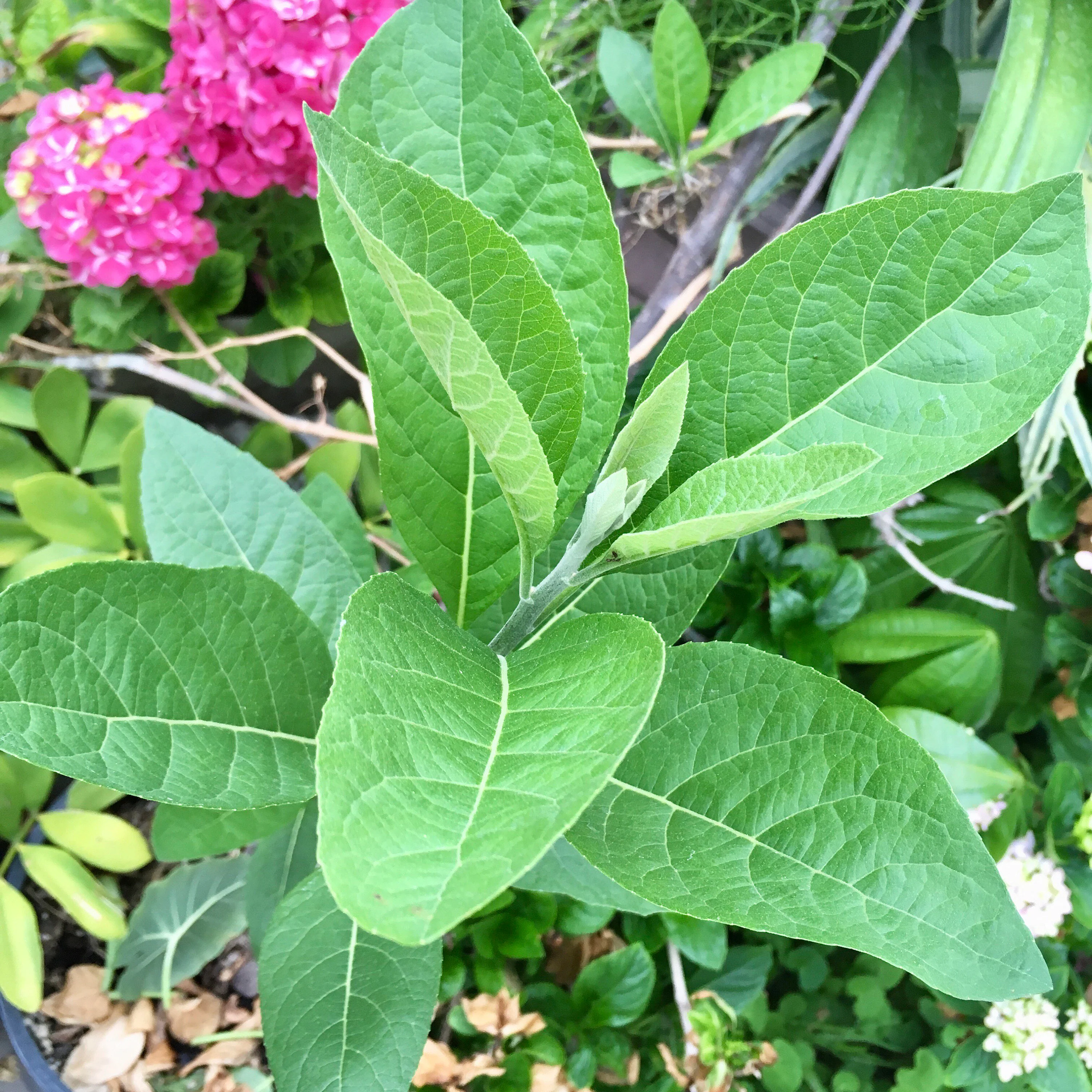 Professional Supplier of African Leaf Powder Extract -Nutra Green
