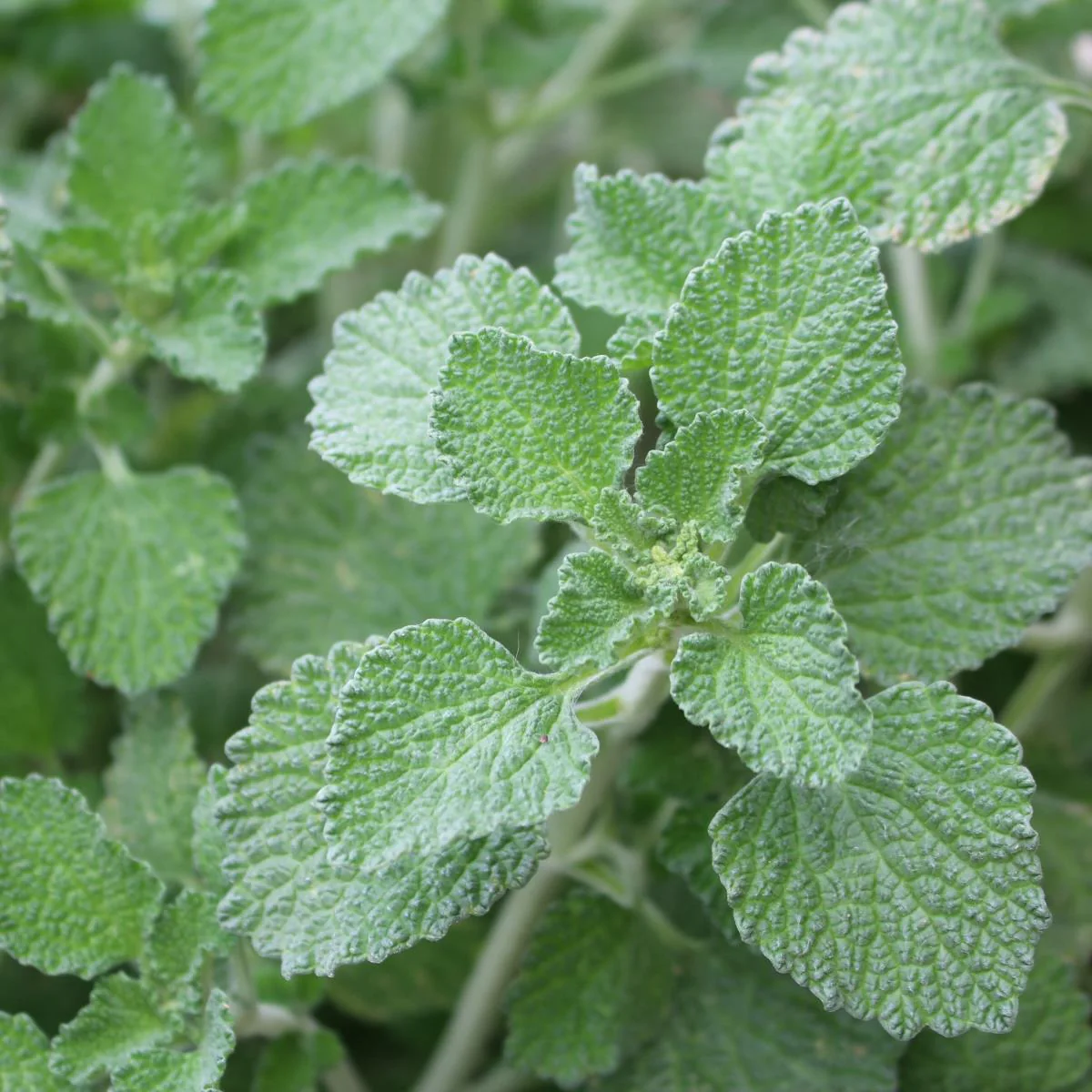 Professional Supplier of Horehound Powder Extract-Nutra Green