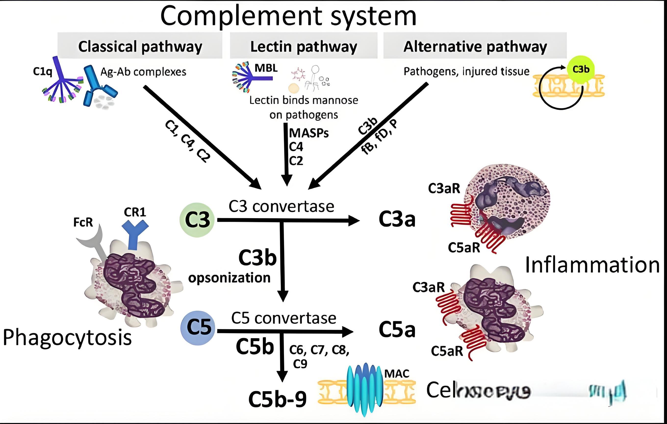 人补体成分C3b蛋白_上海伊丽萨生物科技有限公司