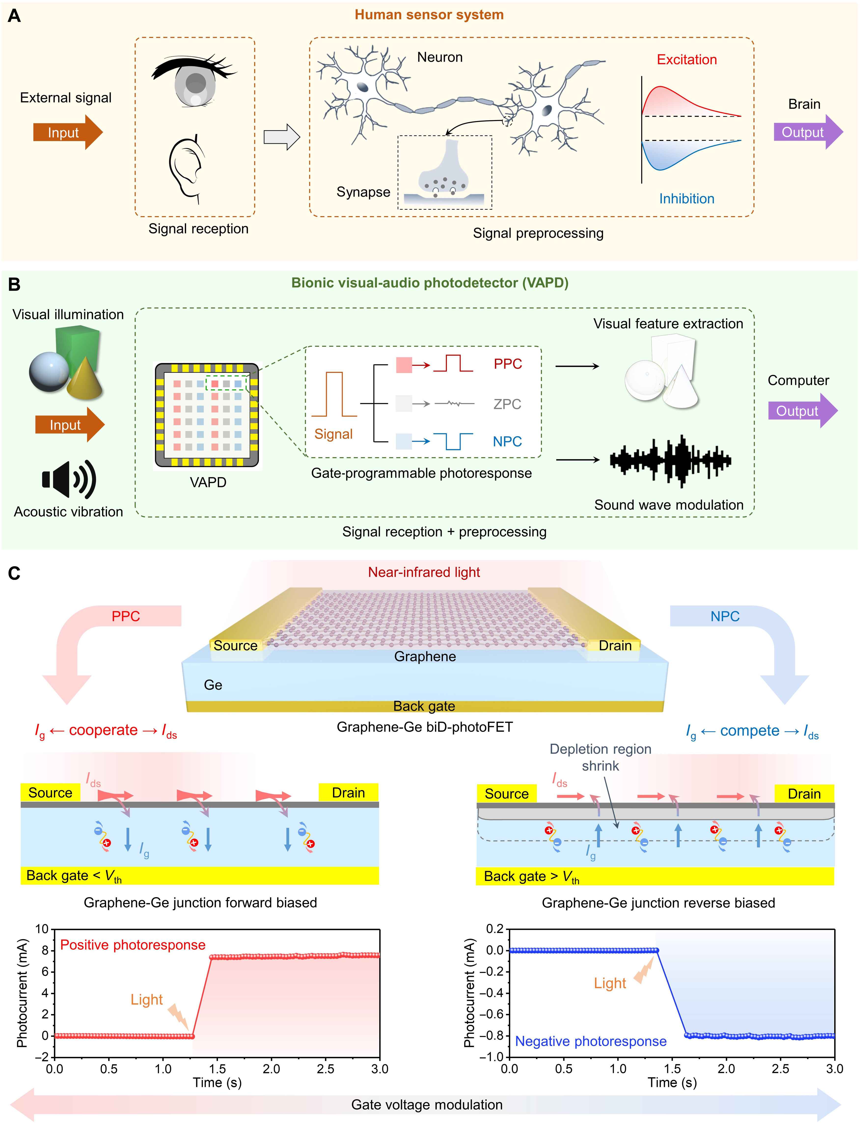 可片上探测和预处理的仿生视听光电探测器 3/6_东方闪光（北京）光电科技有限公司