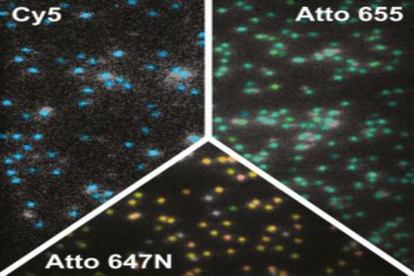 宽视场单分子采集_东方闪光（北京）光电科技有限公司