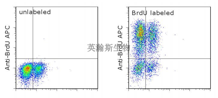 BrdU染色检测_英瀚斯生物科技有限公司