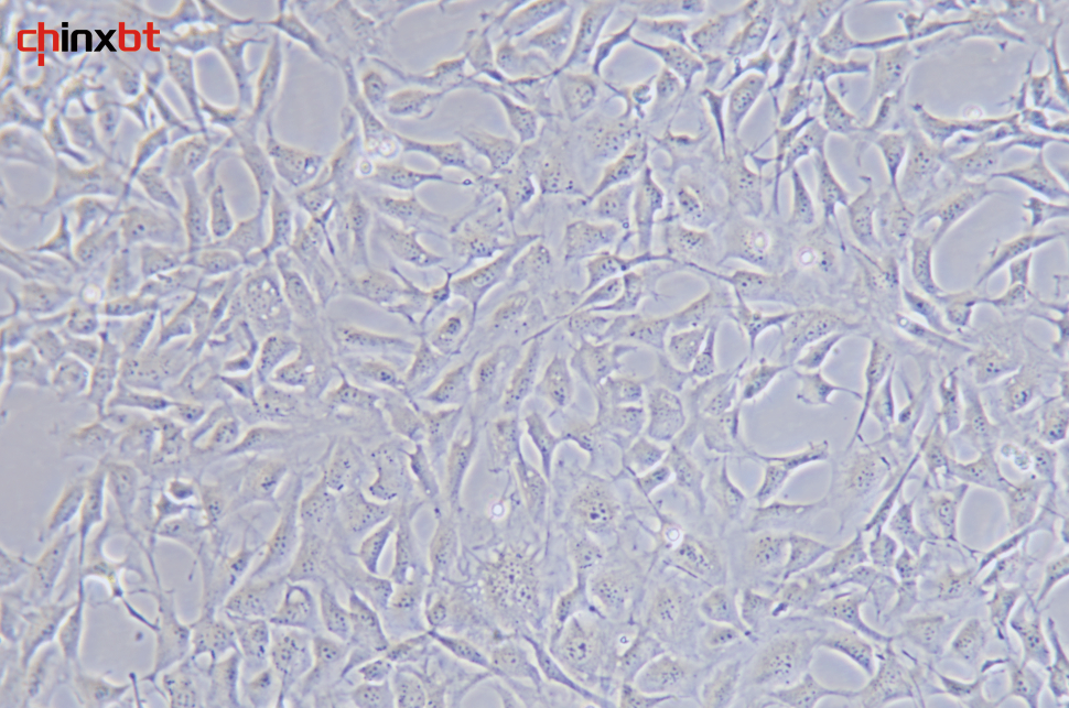 3T3-L1 小鼠胚胎成纤维细胞_南京中欣博泰生物技术有限公司