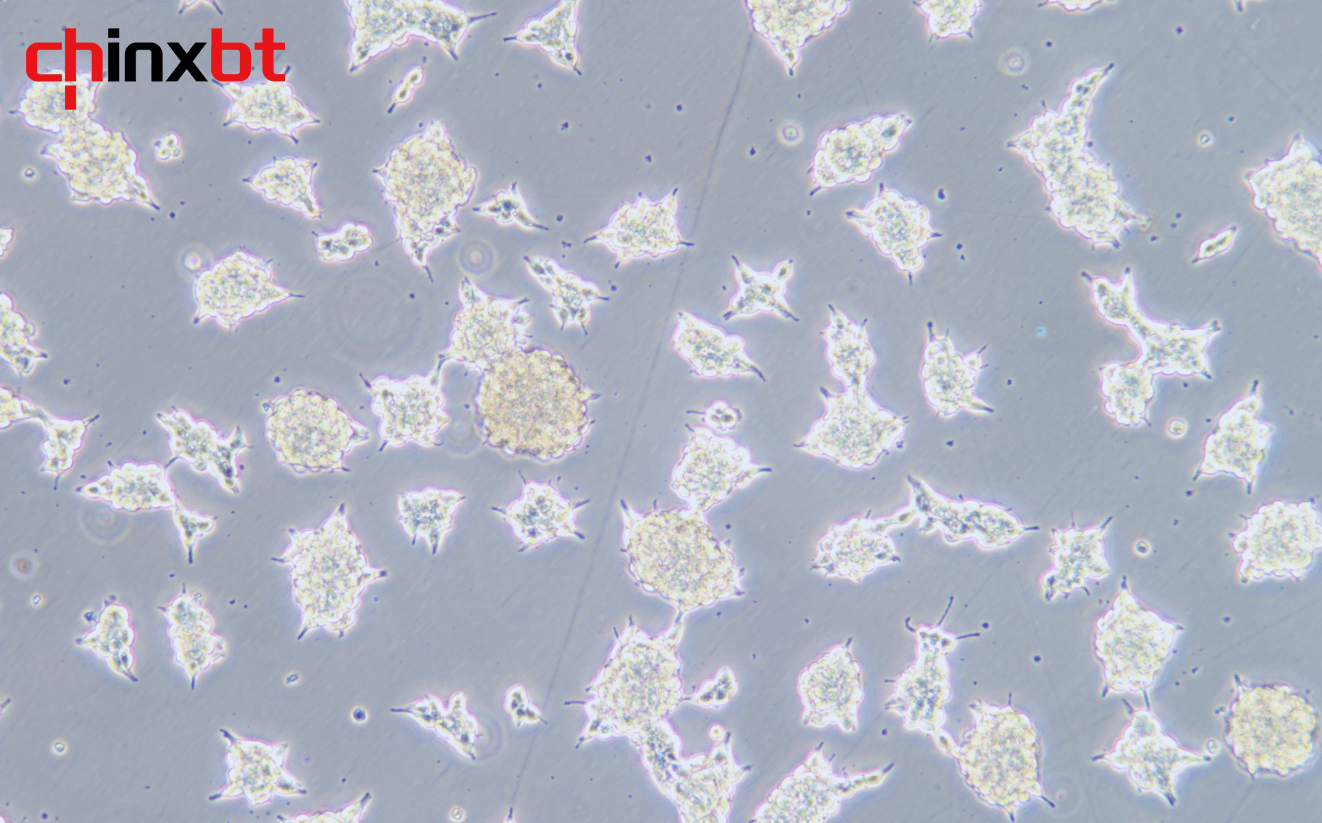 AR42J 大鼠胰腺外分泌细胞_南京中欣博泰生物技术有限公司