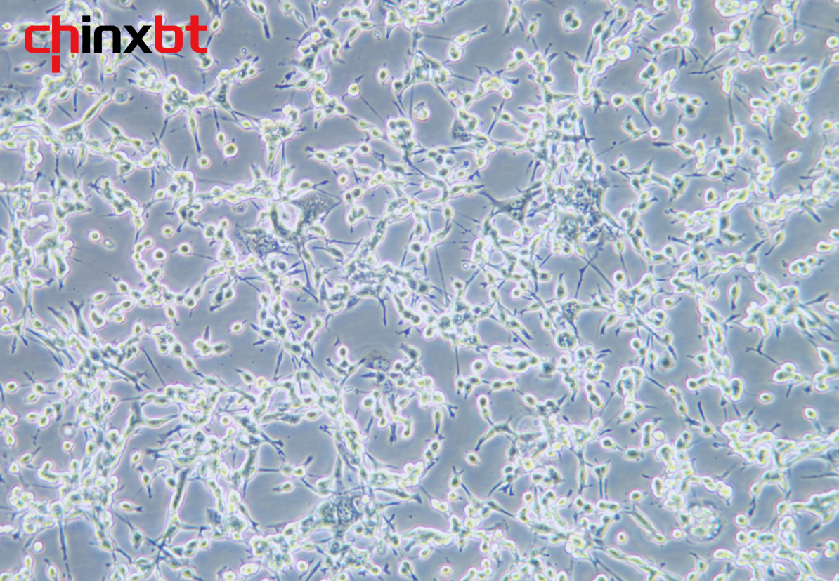 CT26.WT 小鼠结肠癌细胞_南京中欣博泰生物技术有限公司