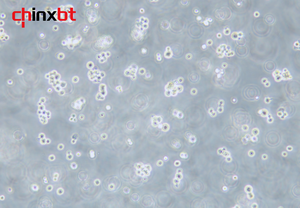 CHO-K1 中国仓鼠卵巢细胞(悬浮细胞)_南京中欣博泰生物技术有限公司