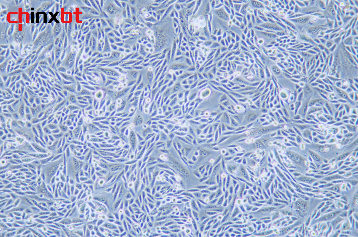 CHO-K1 中国仓鼠卵巢细胞k1 亚克隆系_南京中欣博泰生物技术有限公司