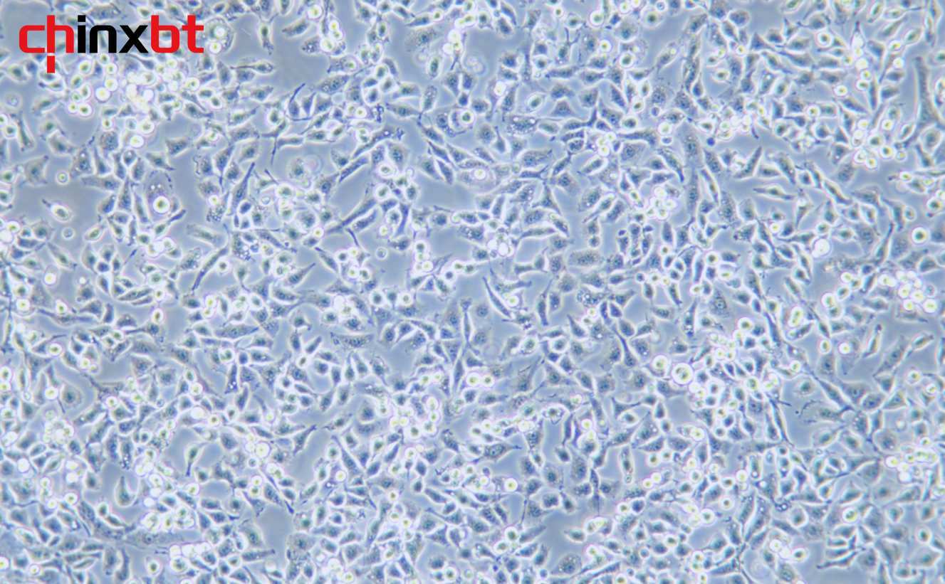 EMT6 小鼠乳腺癌细胞_南京中欣博泰生物技术有限公司