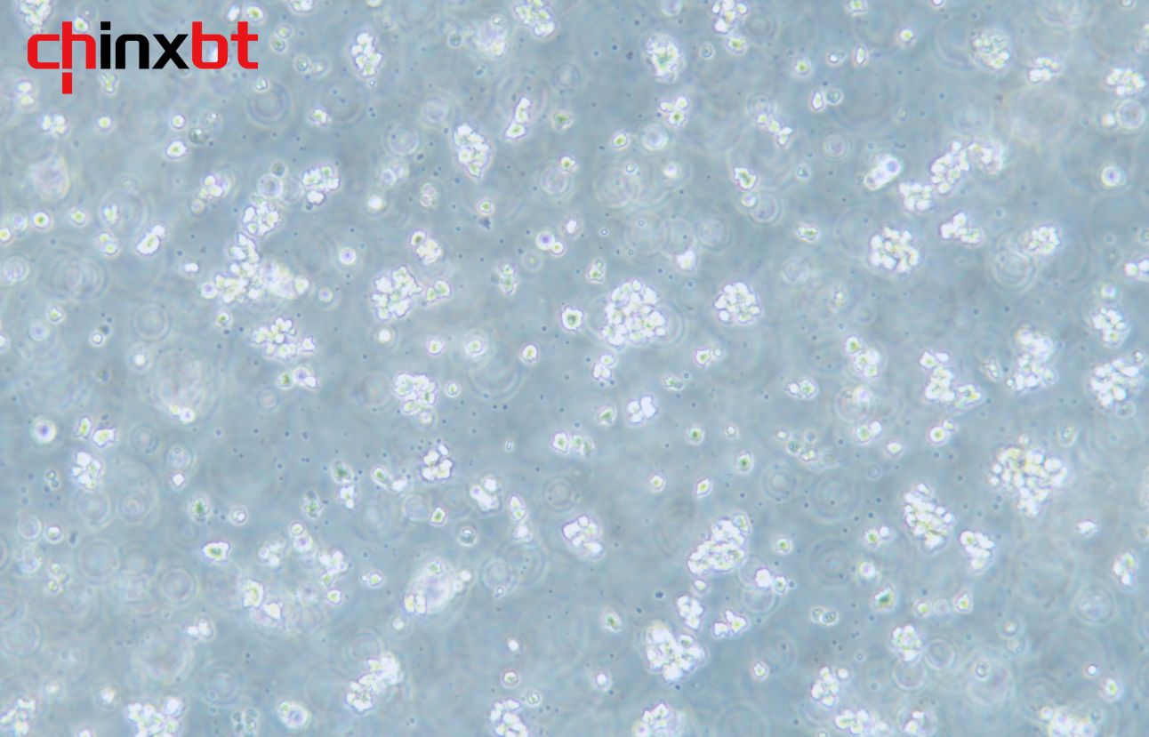 EL4 小鼠淋巴瘤细胞_南京中欣博泰生物技术有限公司