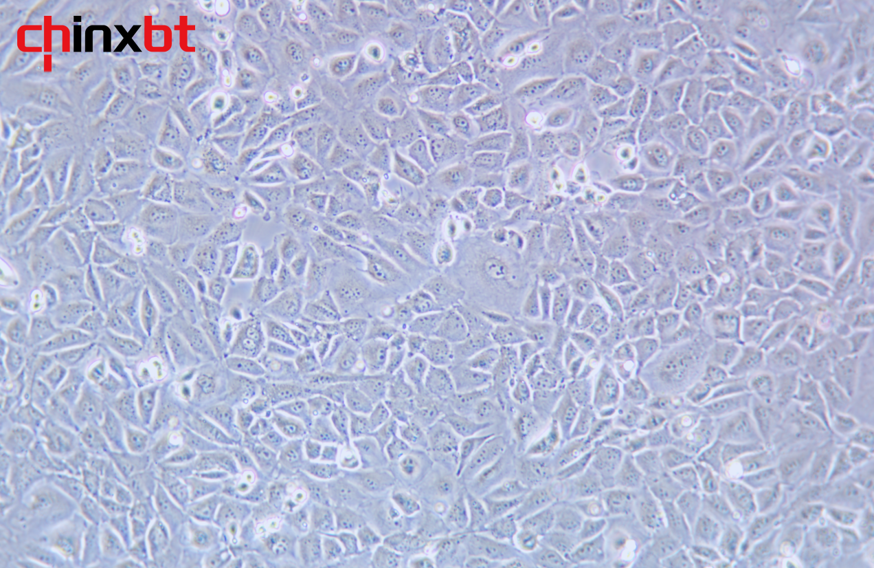 GC-1 spg 小鼠精原细胞系_南京中欣博泰生物技术有限公司