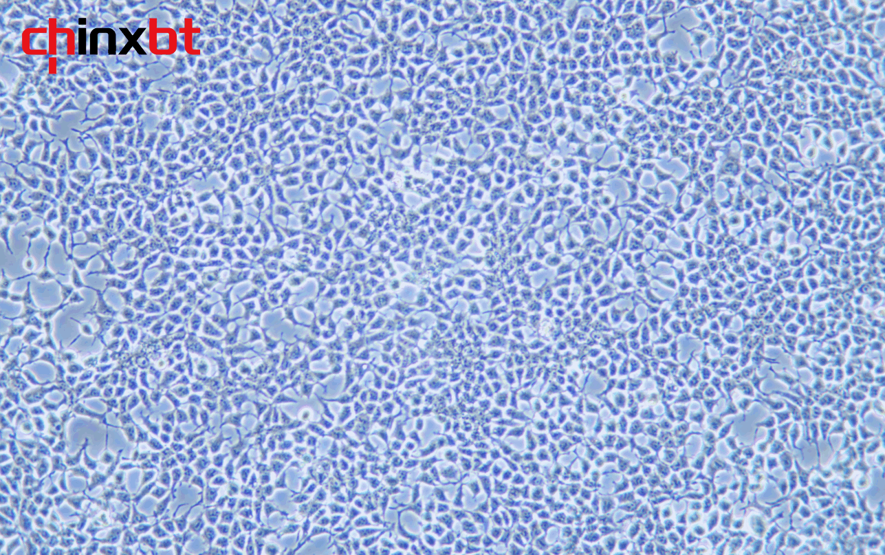 Hkb20 人肾上皮细胞_南京中欣博泰生物技术有限公司