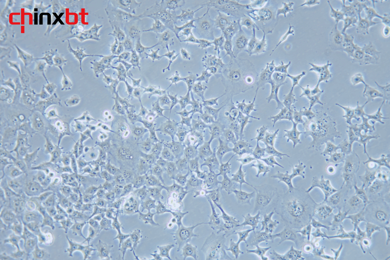 Hs746T 人胃癌细胞_南京中欣博泰生物技术有限公司