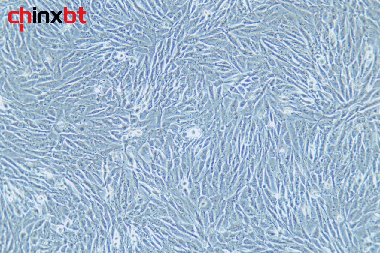 HS683 人脑胶质瘤细胞_南京中欣博泰生物技术有限公司