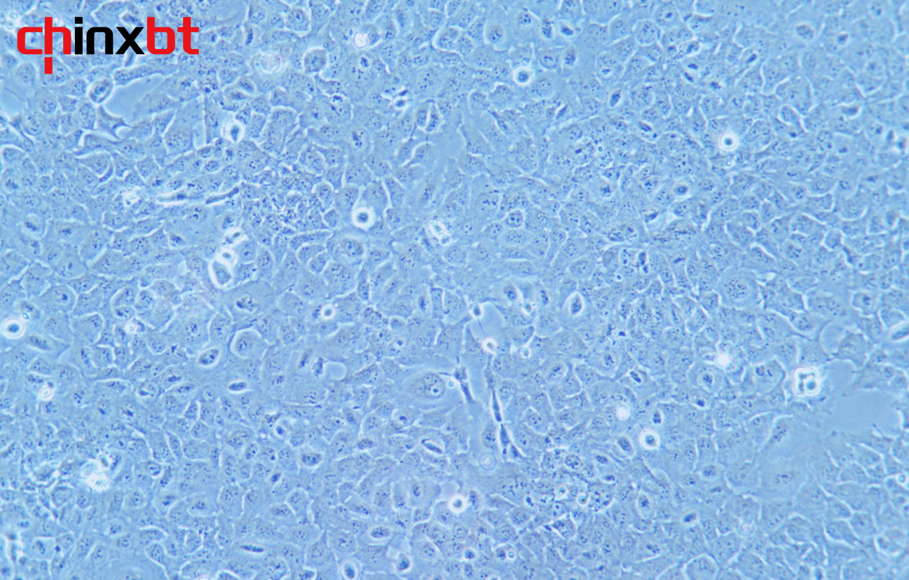 HMC3 人小胶质细胞_南京中欣博泰生物技术有限公司