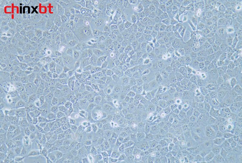 NCM460 人正常结肠上皮细胞_南京中欣博泰生物技术有限公司