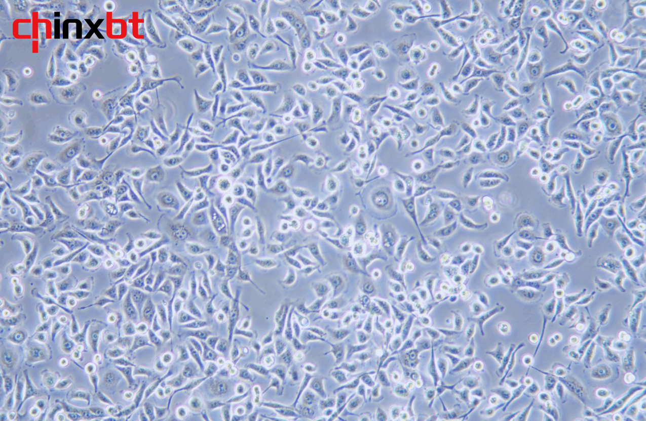 JIMT-1 人乳腺癌细胞_南京中欣博泰生物技术有限公司