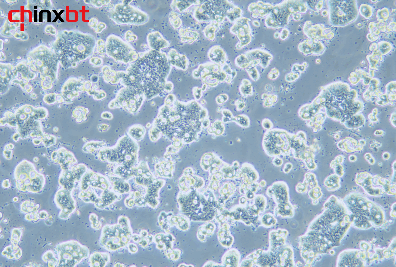 LS513 人结直肠癌细胞_南京中欣博泰生物技术有限公司