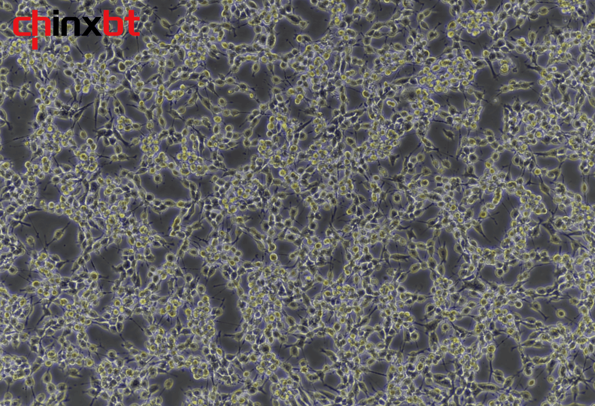 MC38+luc 小鼠结肠癌细胞+luc_南京中欣博泰生物技术有限公司