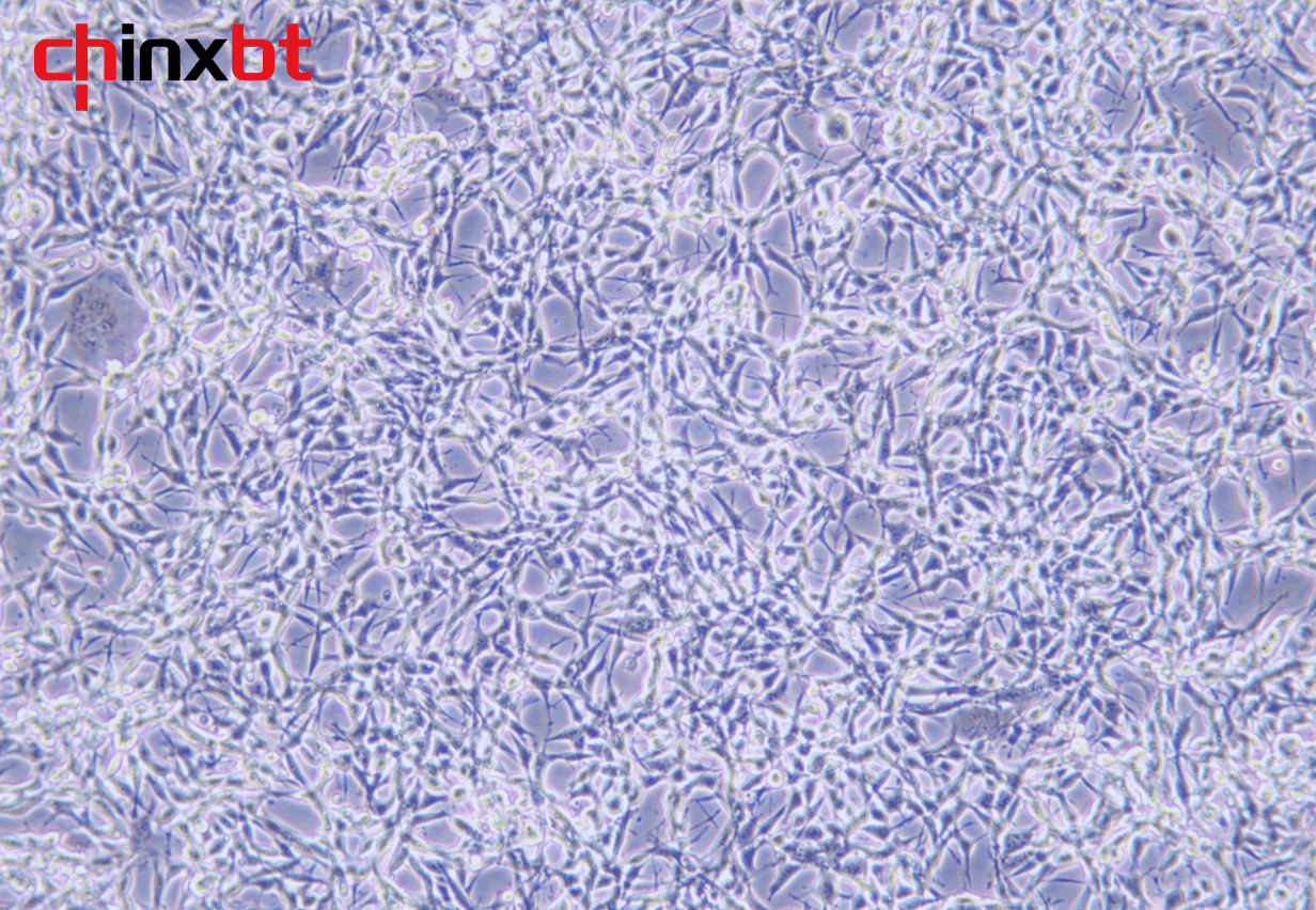 MC38 小鼠结肠癌细胞_南京中欣博泰生物技术有限公司