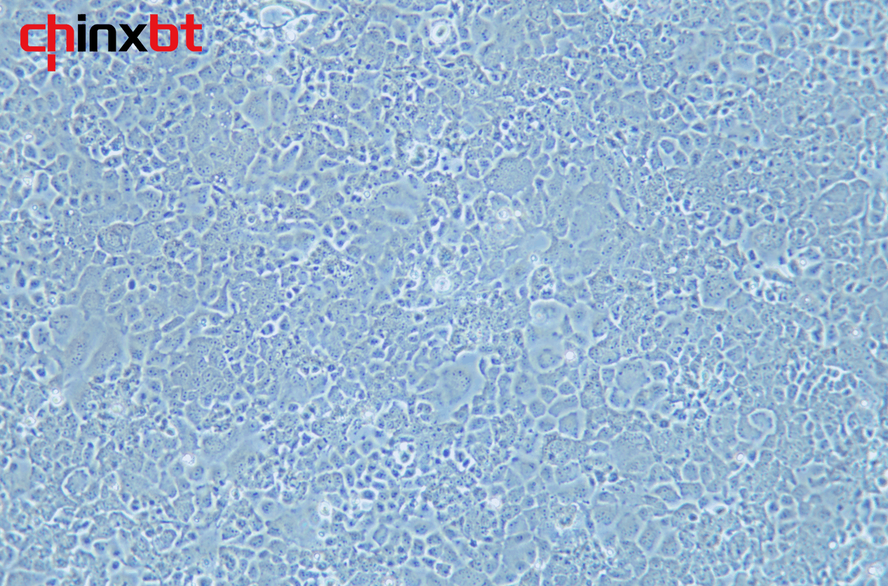 MLE-12 小鼠肺上皮细胞_南京中欣博泰生物技术有限公司