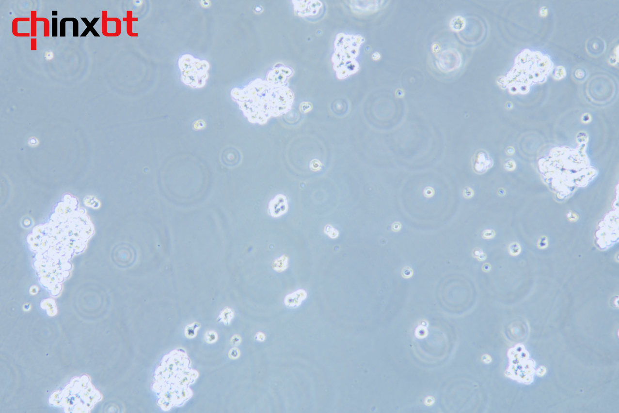 NCI-H524 人非小细胞肺癌细胞_南京中欣博泰生物技术有限公司