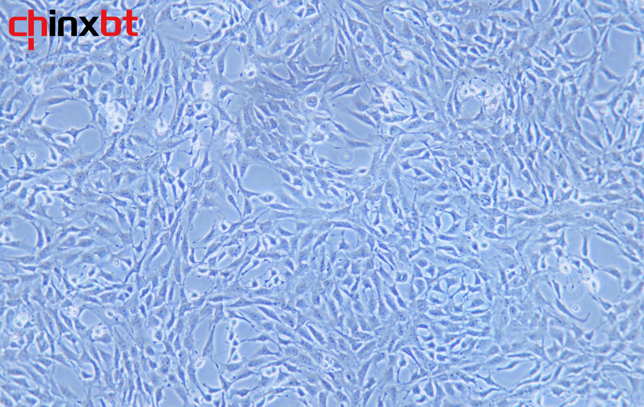 NRK-49F 正常大鼠肾细胞_南京中欣博泰生物技术有限公司