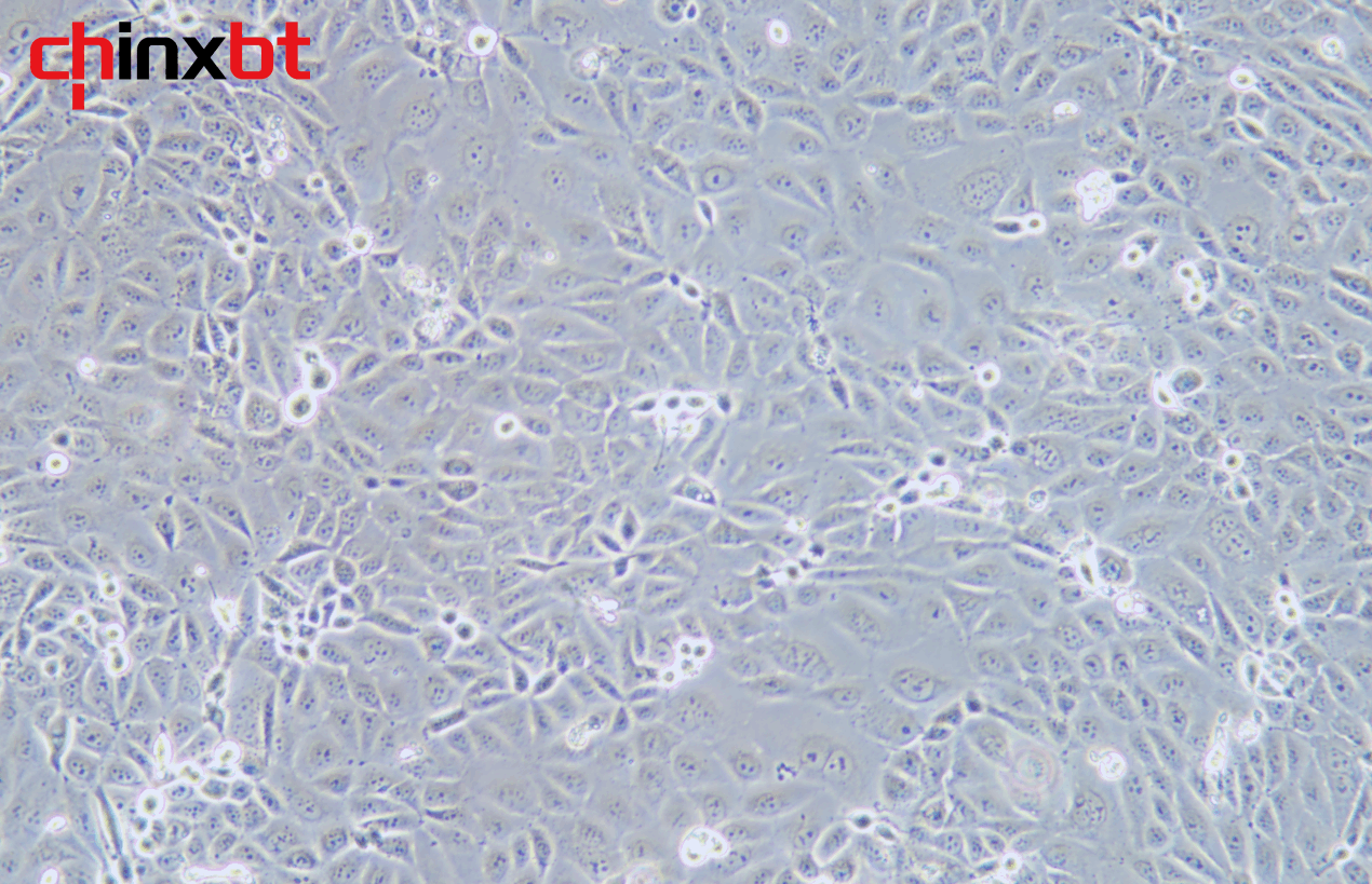 PANC 03.27 人胰腺癌细胞_南京中欣博泰生物技术有限公司