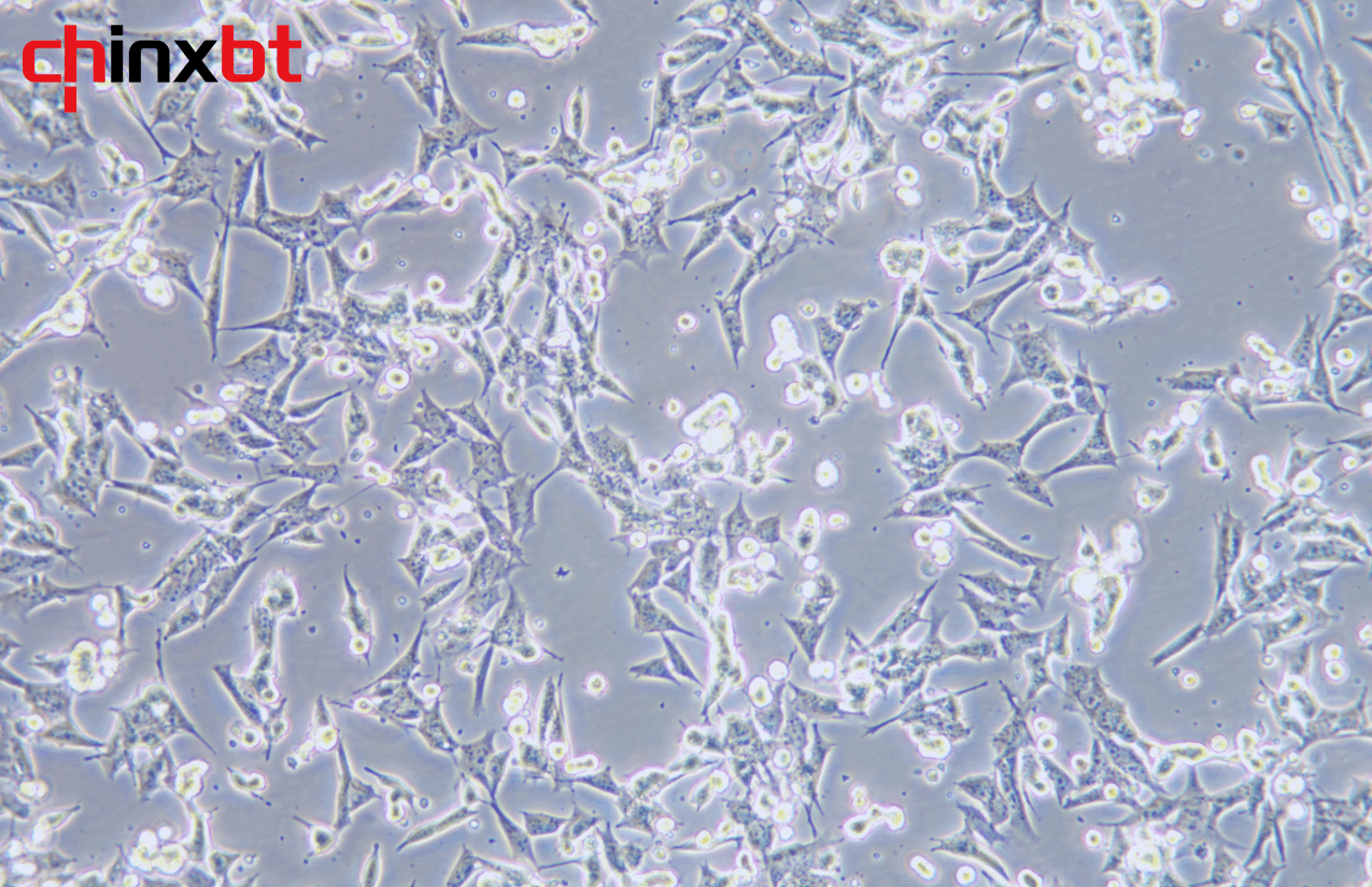 GL261 小鼠胶质细胞瘤_南京中欣博泰生物技术有限公司