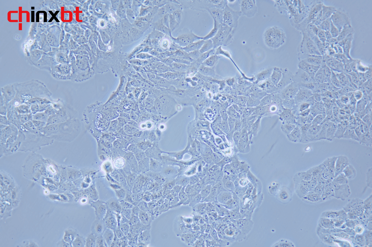 HT-1376 人膀胱癌细胞_南京中欣博泰生物技术有限公司