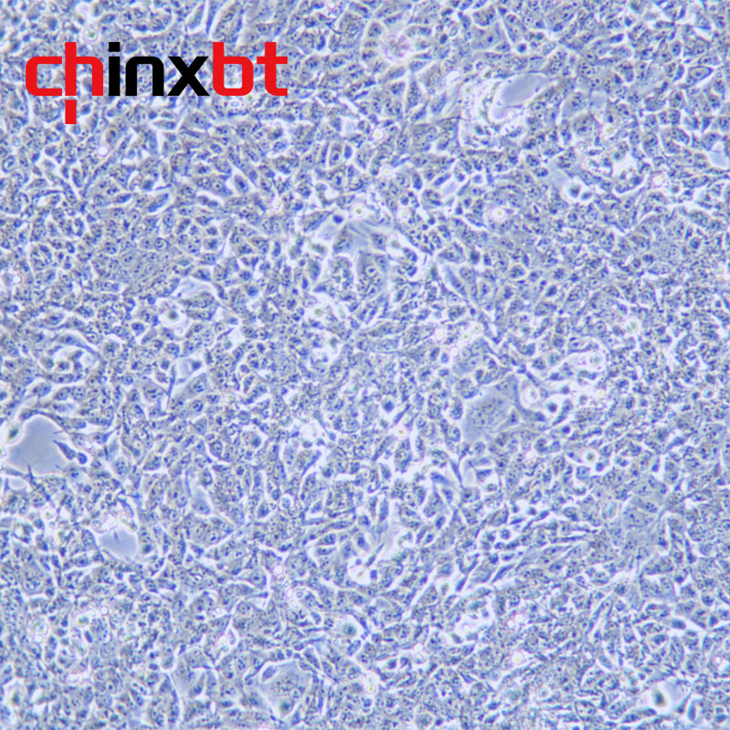 TCMK-1 小鼠肾小管上皮细胞(种属鉴定)_南京中欣博泰生物技术有限公司